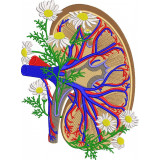 Anatomical Kidney Embroidery Pattern